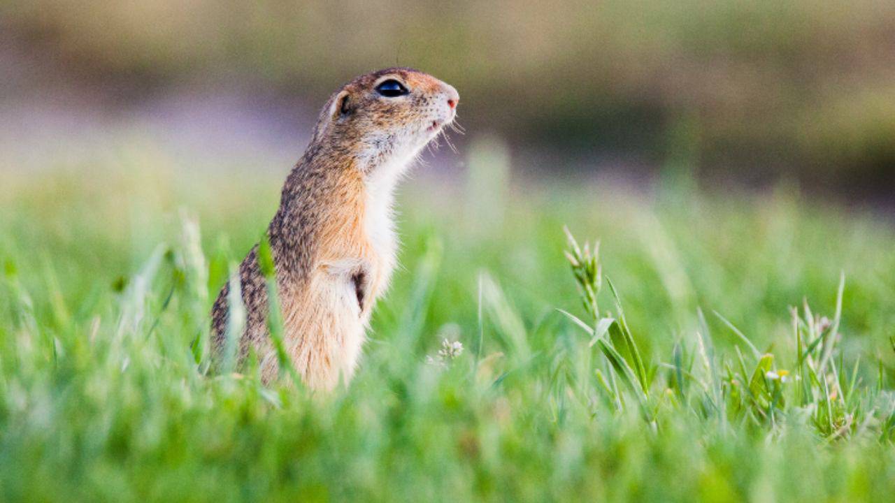 Dove vive il citello: habitat naturale e alloggio domestico