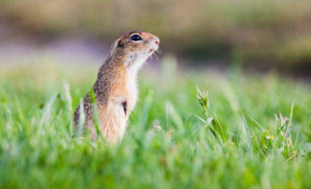Dove vive il citello: habitat naturale e alloggio domestico