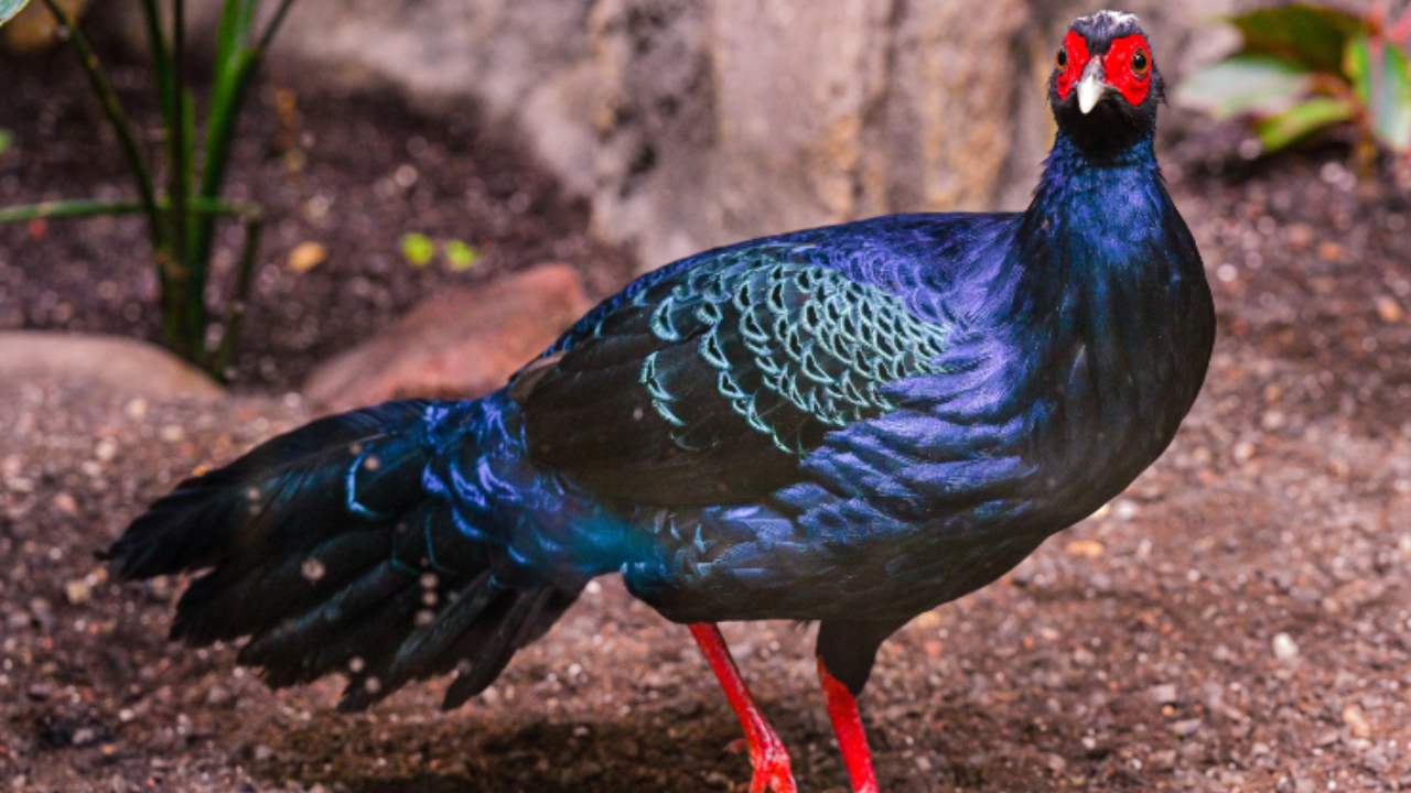 Fagiano di Edwards: specie rara ornamentale da cortile e giardino