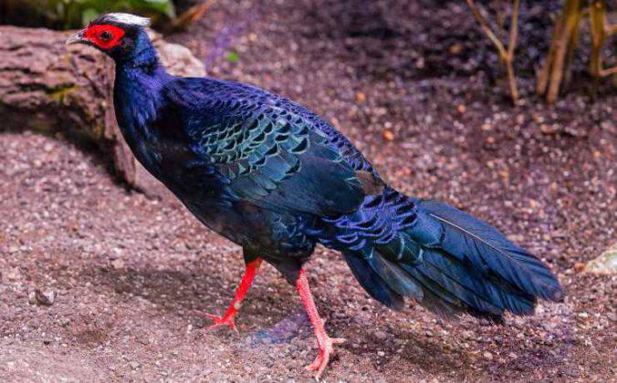 Fagiano di Edwards: specie rara ornamentale da cortile e giardino