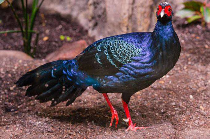 Fagiano di Edwards: specie rara ornamentale da cortile e giardino