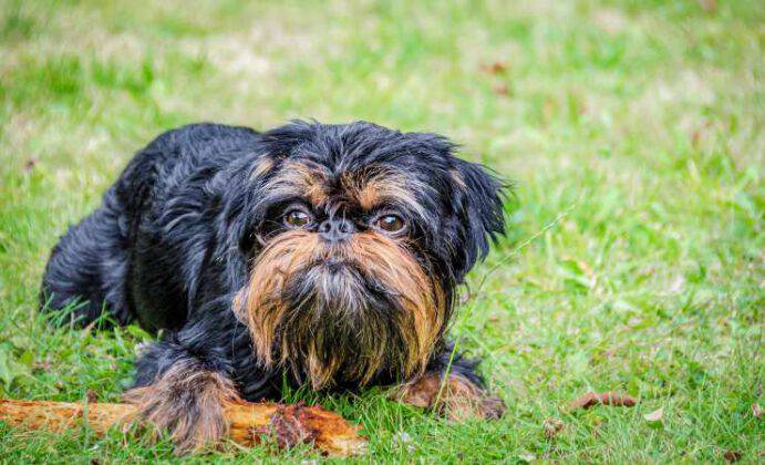Malattie del Griffone Belga: le patologie della razza e quelle comuni