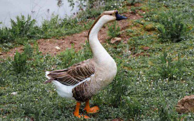 Oca Cignoide: specie rara ornamentale da cortile e da giardino