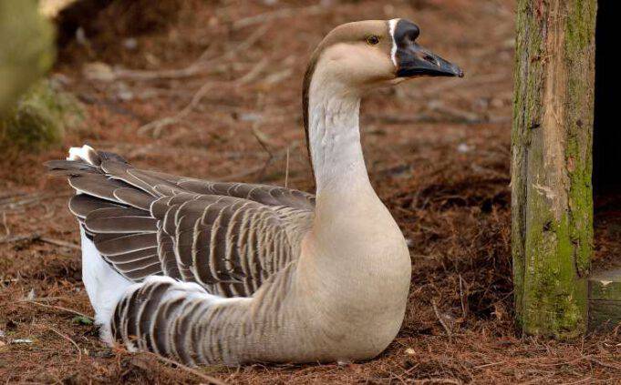 Oca Cignoide: specie rara ornamentale da cortile e da giardino