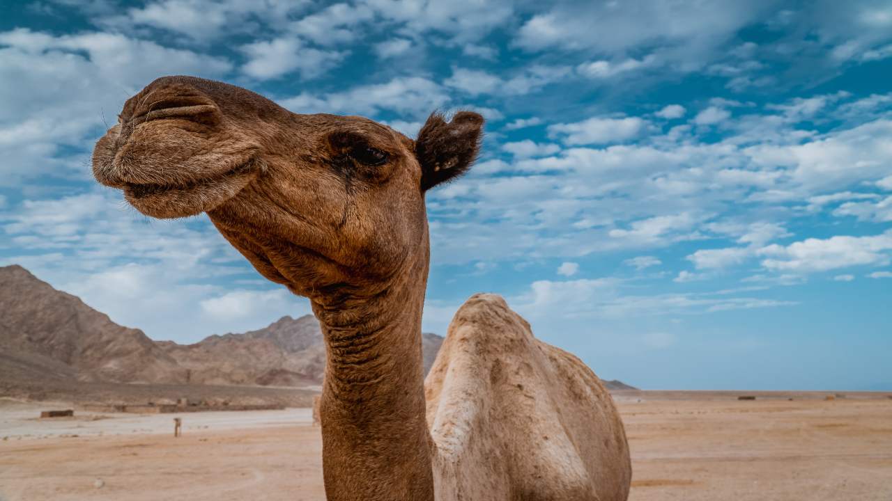 Quante sopracciglia ha il cammello: tutto ciò che devi sapere sull'animale