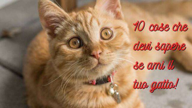 Se ami il tuo gatto non puoi non sapere queste 10 cose fondamentali