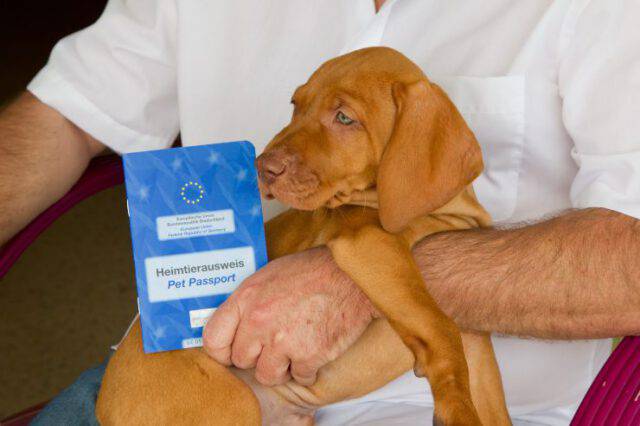 Passaporto per animali da compagnia: quando è obbligatorio, chi lo rilascia