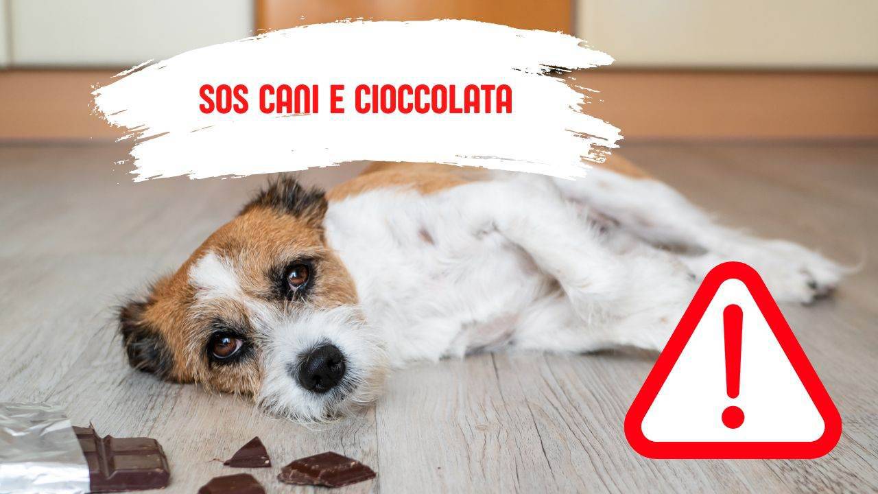 Il cane ha mangiato la cioccolata: cosa devo fare adesso?