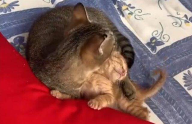 Il gatto Bingo non smette di abbracciare il nuovo arrivato - VIDEO