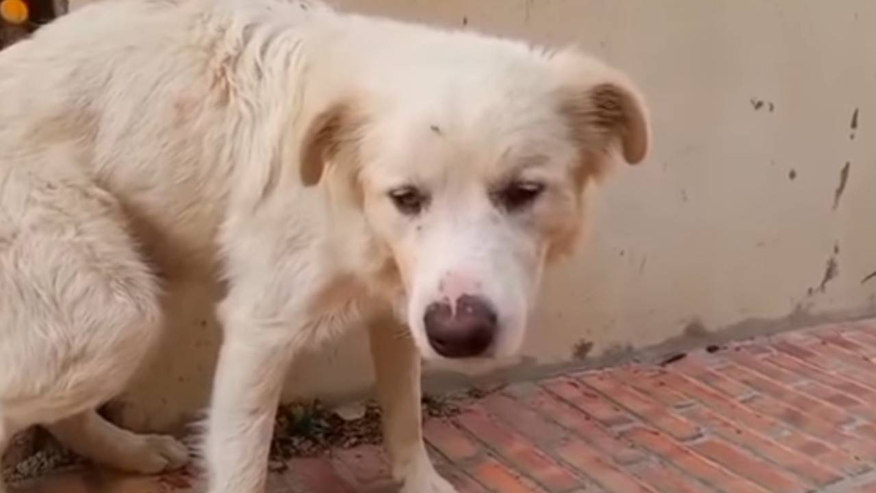 Si trasferiscono e abbandonano il cane in strada: la storia di Furio