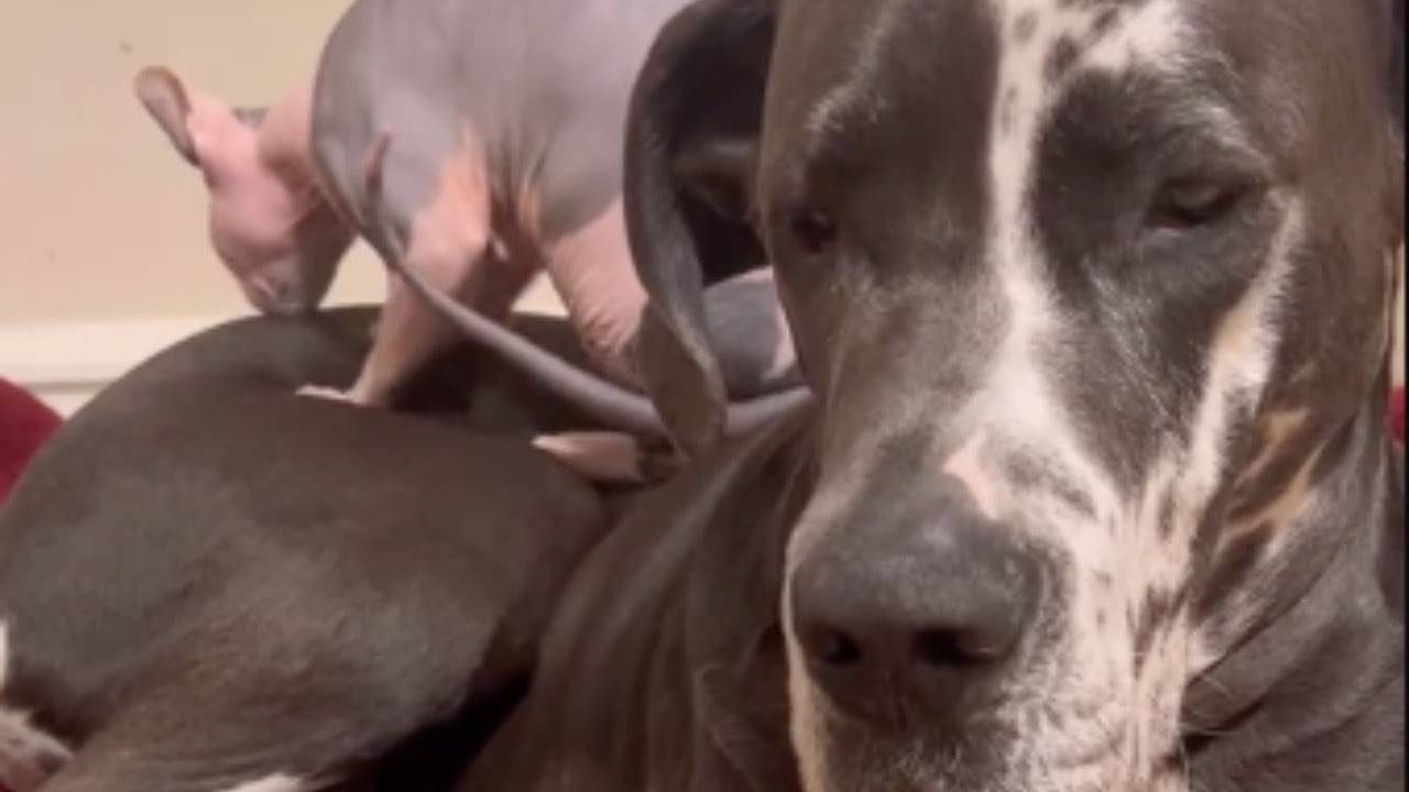 Gattino affila le unghie sulla schiena del cane Zander: la reazione - VIDEO