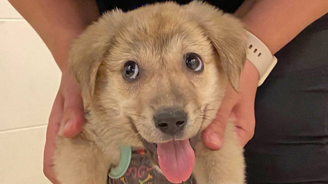 Griffon, il cane randagio salvato e adottato dal comandate della Marina