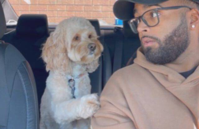 Le sorprendenti abilità matematiche del cane Luna (VIDEO)