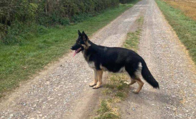 Accoglie ed evita l'eutanasia al cane Luna: salvi altri 10 cuccioli