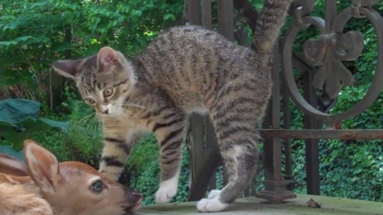 Gattino fa amicizia con un cucciolo molto speciale: le immagini tenerissime