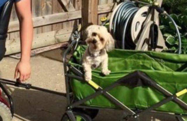 el misterio del secuestro del perro ha sido revelado