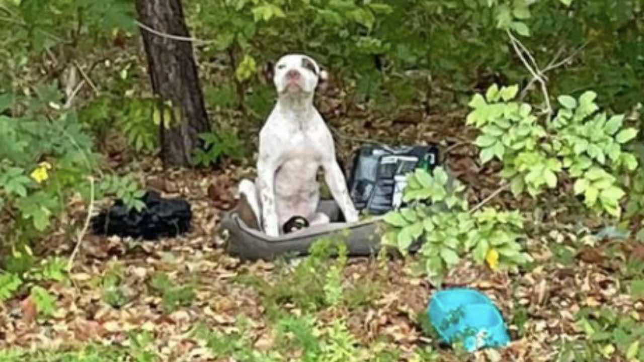 Cane abbandonato nel bosco, viveri sigillati: la crudeltà su Hank - FOTO