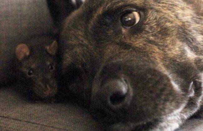 L'amore del topo Riff salva il cane Osiris dalla depressione - VIDEO