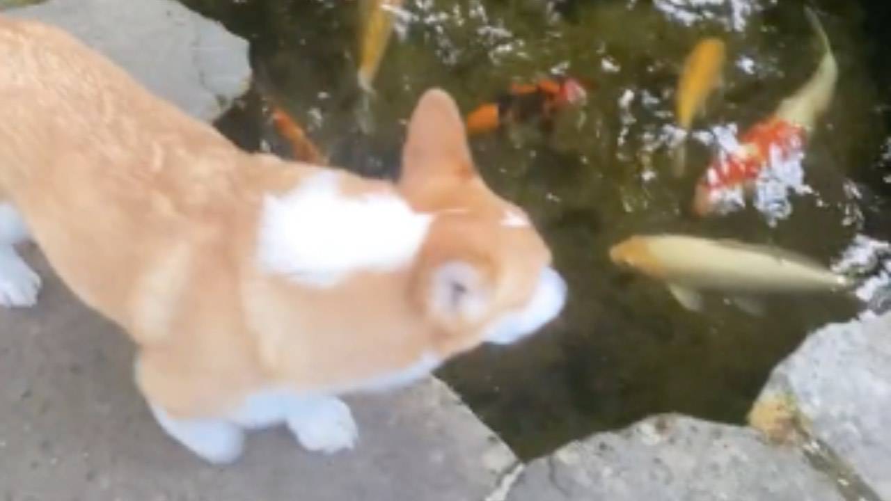 Morty, il cane cerca il suo amico e cade nella vasca piena di pesci - VIDEO