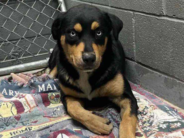 Cane abbandonato in stazione: Ribbles aspetta ancora i suoi proprietari