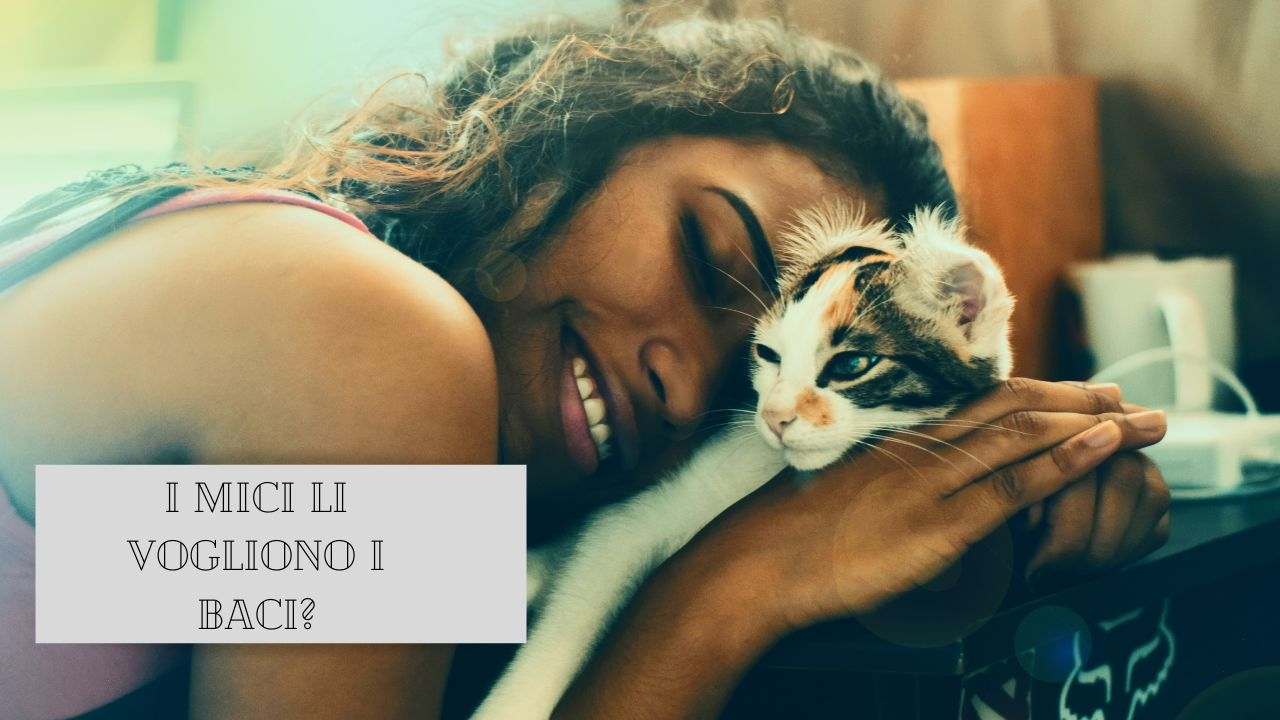 Cosa pensano i gatti quando li baci: tutto ciò che dovresti sapere sui ...