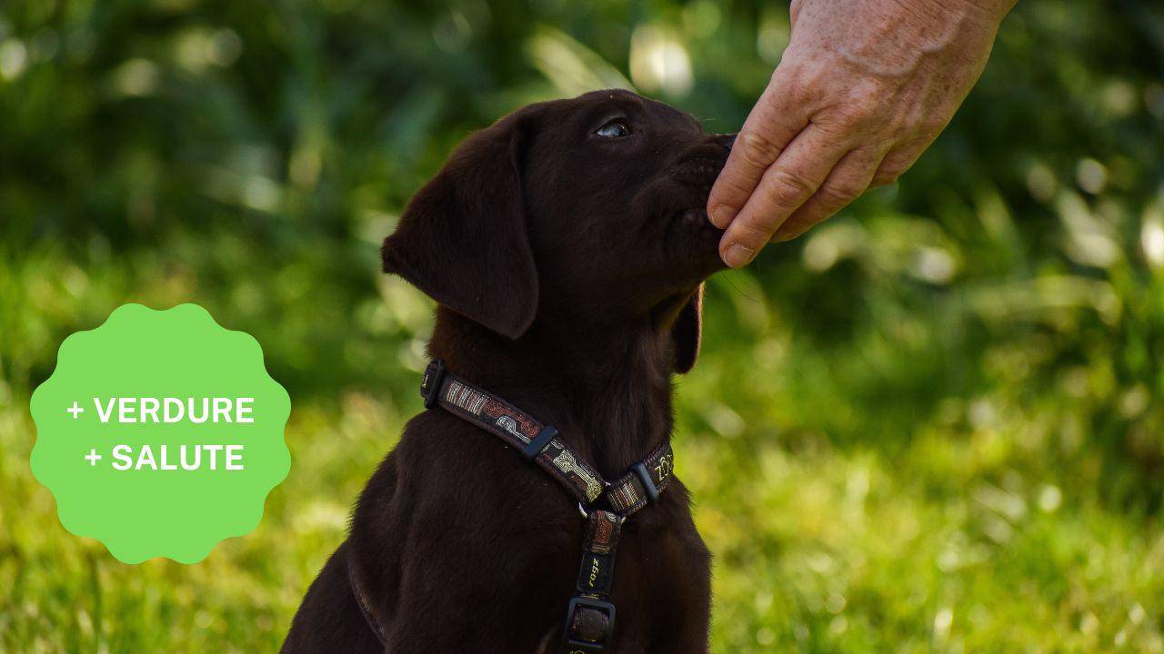 Verdure adatte al cane: quali sono i cibi salutari perfetti per l'amico ...