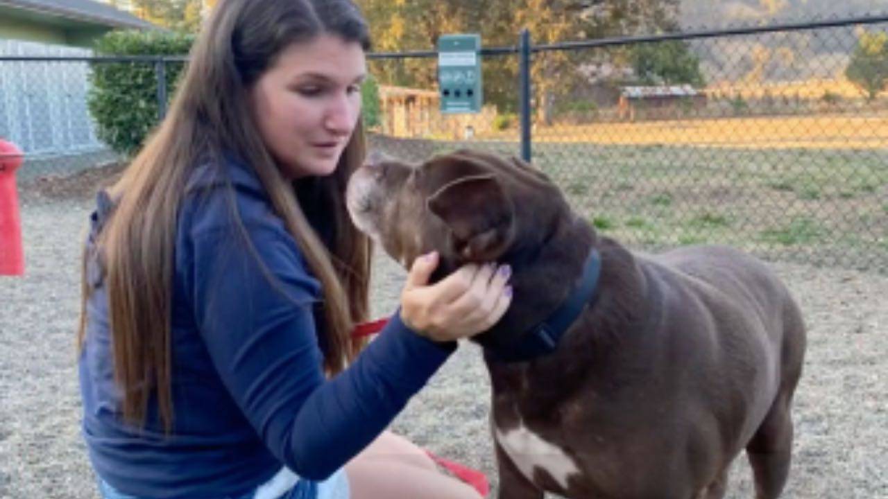 Cane torna a casa dopo 5 anni: la stupefacente storia di Otto - VIDEO