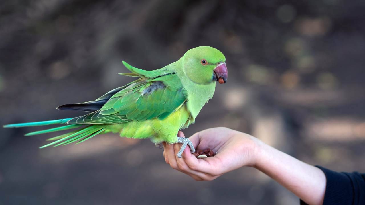 Accorciare le penne ai pappagalli: i motivi e come avviene la pratica