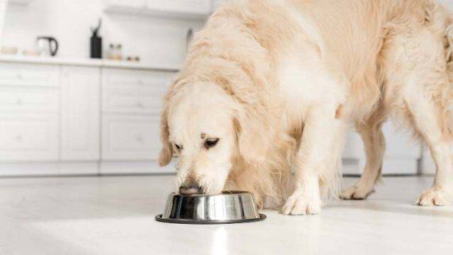 Come ammorbidire il cibo per il cane: facilitare l'alimentazione di Fido
