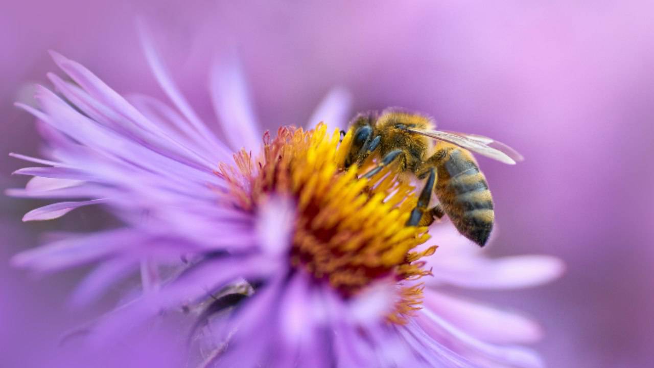Le api distinguono i colori? Alla scoperta dell'acutezza della loro vista