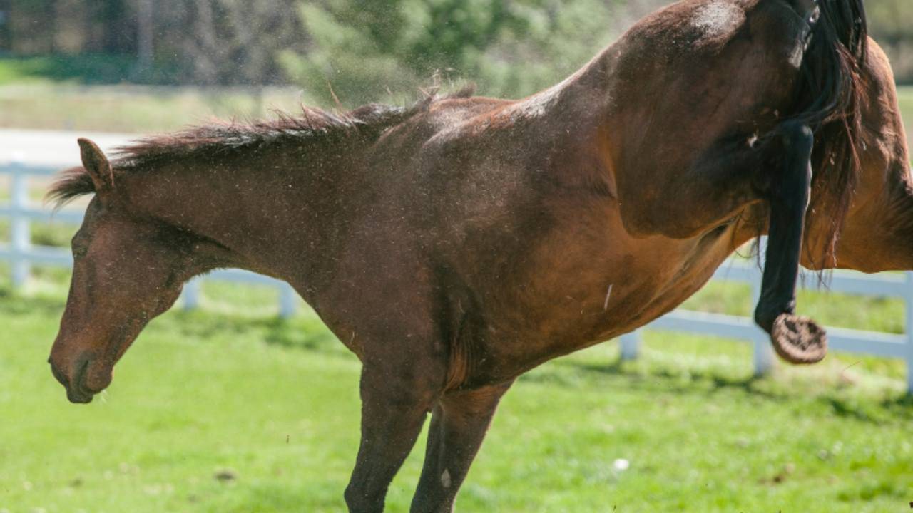 Gonfiore del garretto nel cavallo: cause, sintomi e trattamento