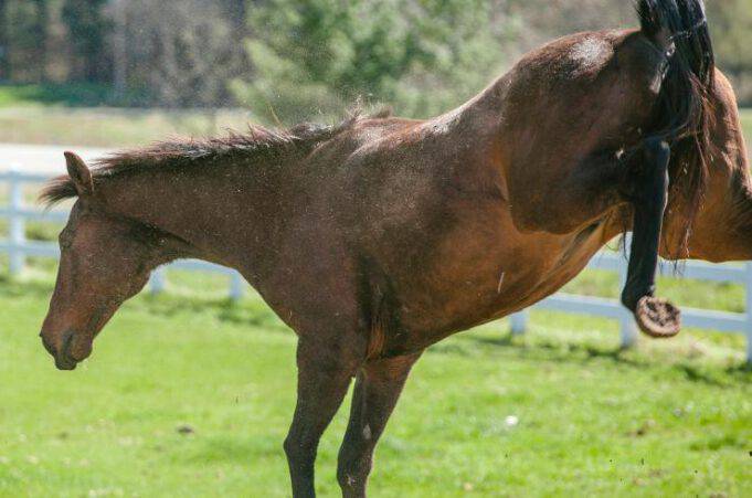 Gonfiore del garretto nel cavallo: cause, sintomi e trattamento