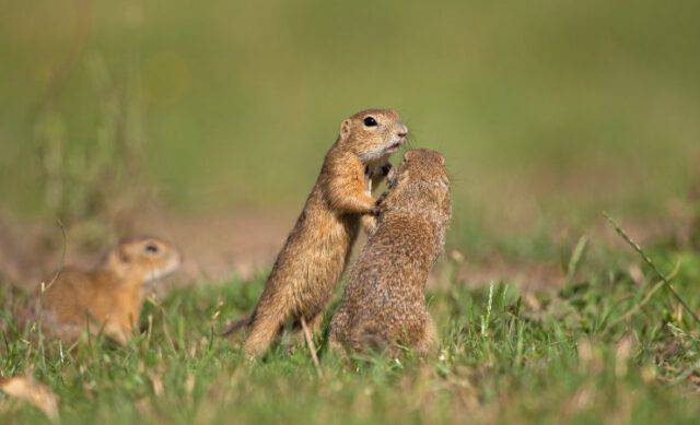 Fratture nel citello: le cause, i sintomi e il trattamento