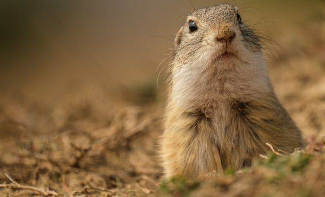 4 comuni malattie del citello: le principali patologie di questo roditore