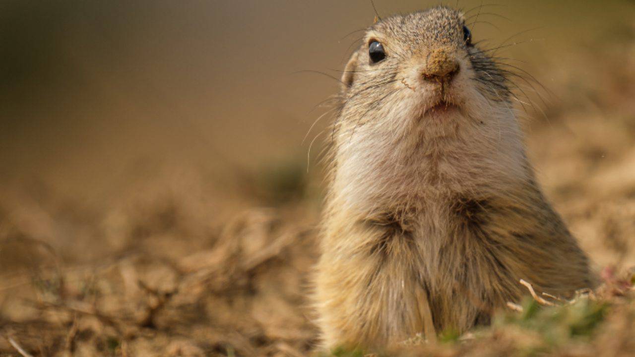 4 comuni malattie del citello: le principali patologie di questo roditore