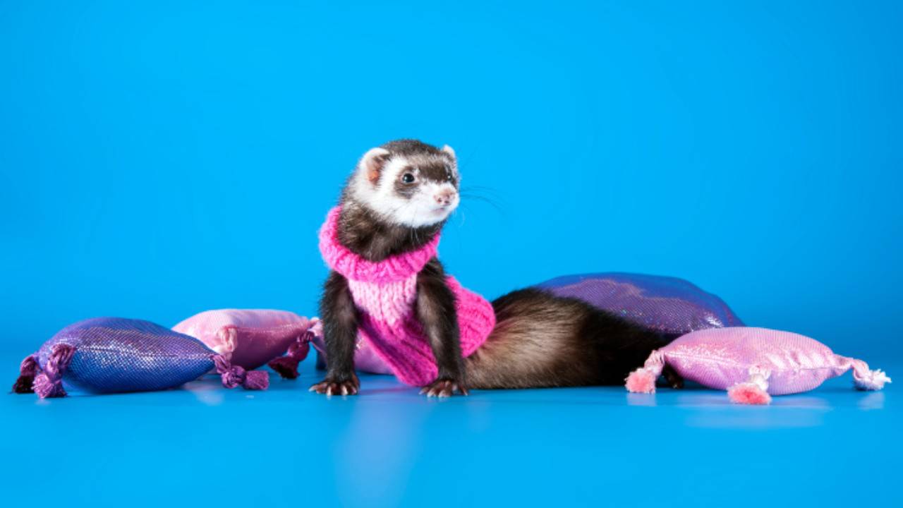 Come viziare il furetto: coccole, giocattoli e dolcetti per renderlo felice