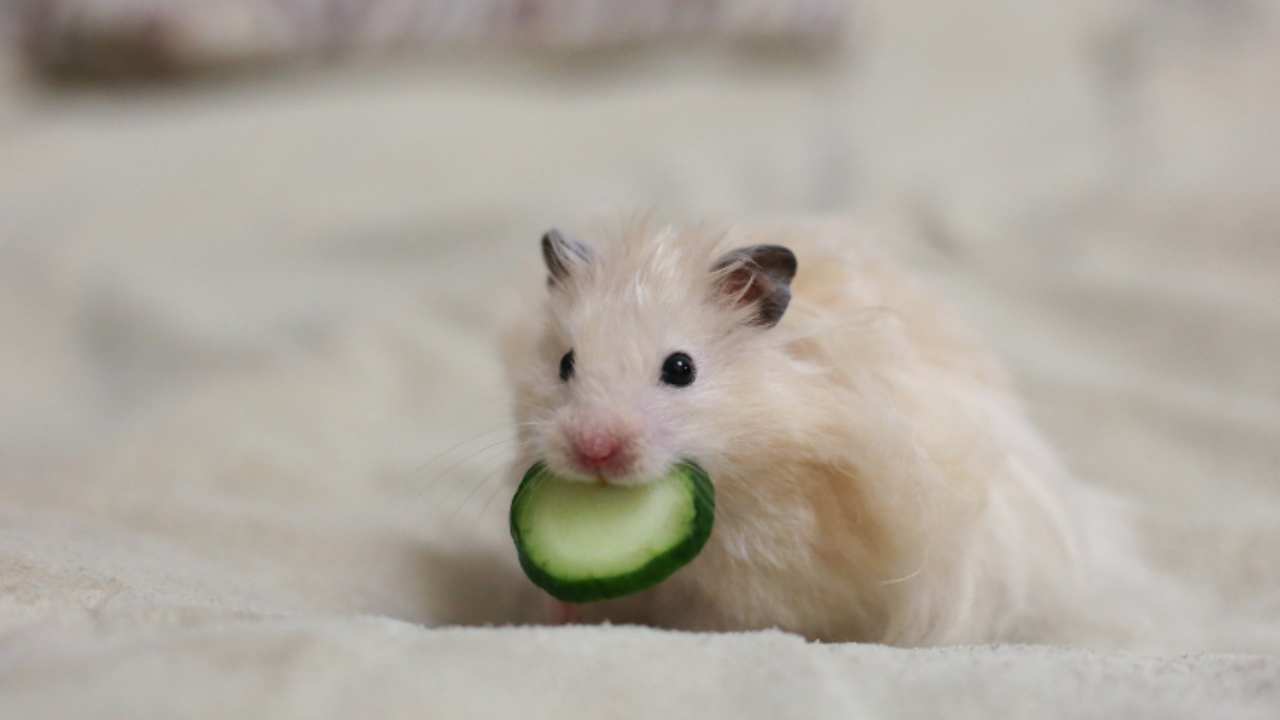 Il criceto può mangiare i cetrioli? Tutto ciò che devi sapere a riguardo