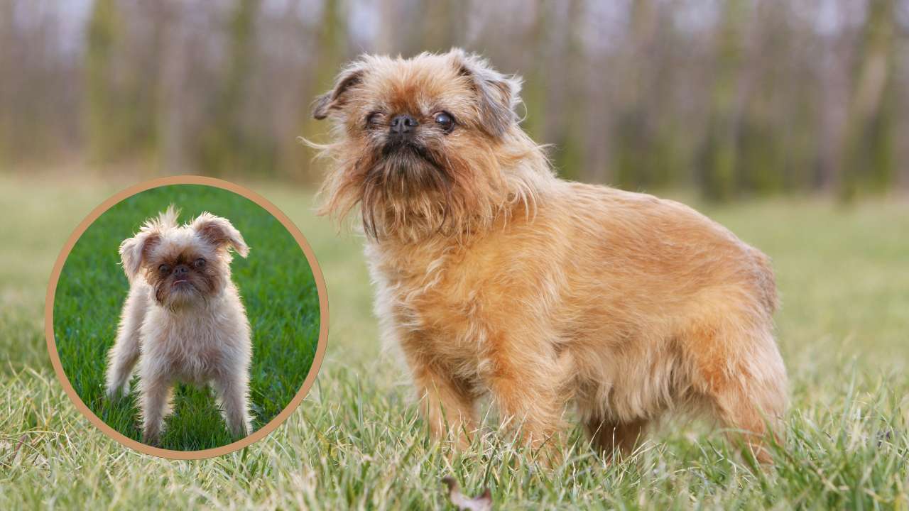 Curiosità sul Griffone di Bruxelles: chicche e suggerimenti per il nome