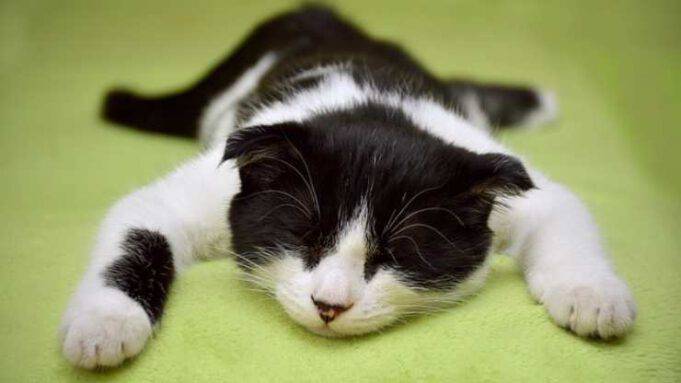 Il gatto è davvero pigro? Tutto ciò che devi sapere a riguardo