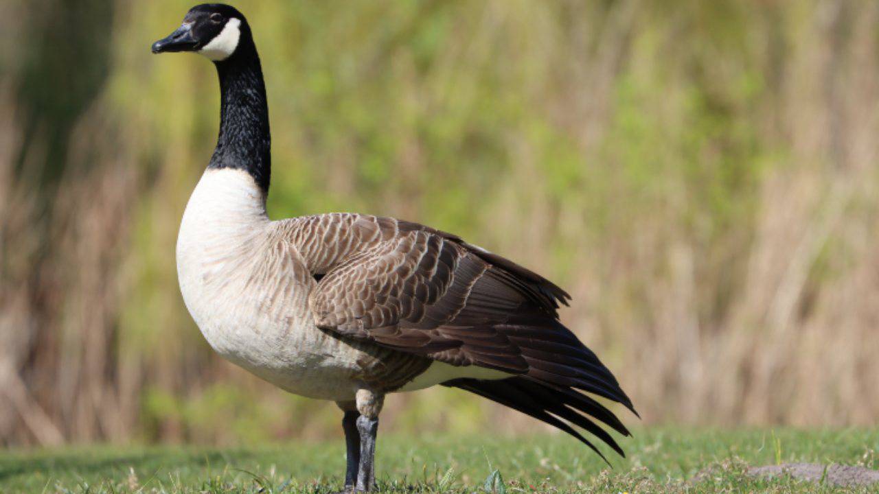Oca Canadese: specie rara ornamentale da cortile e da giardino