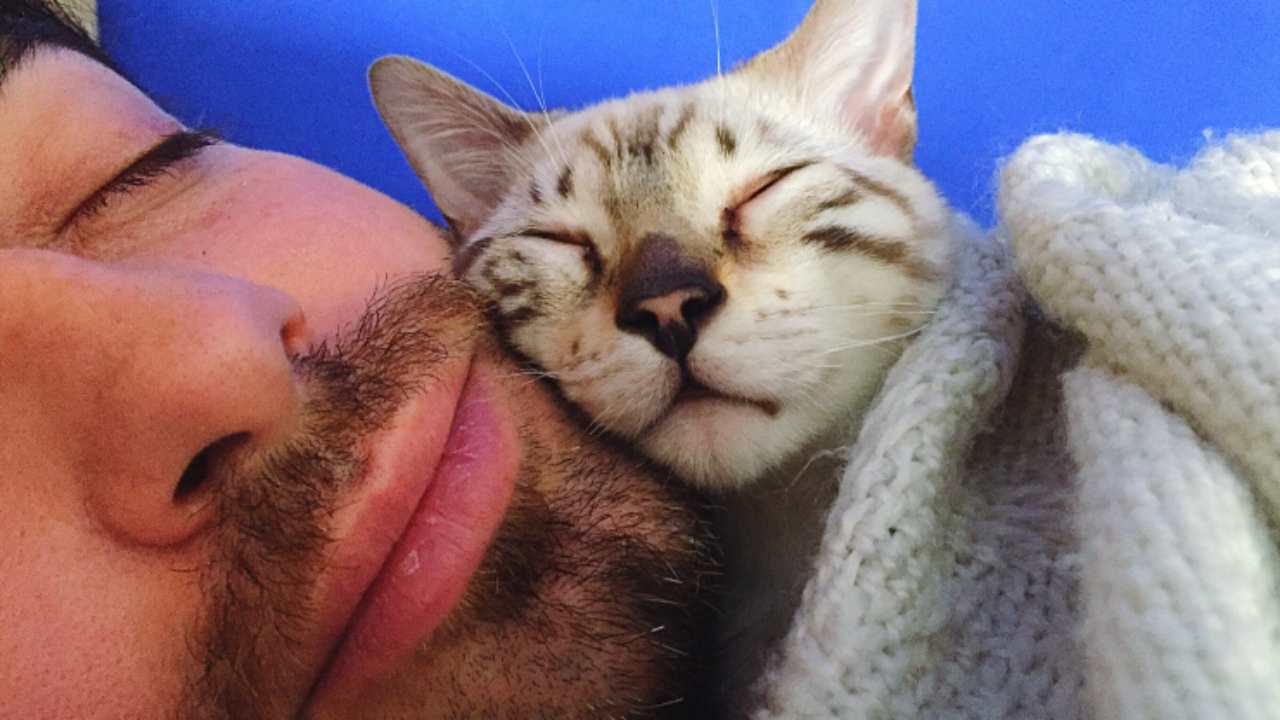 Perché il gatto dorme sul suo umano? I probabili motivi