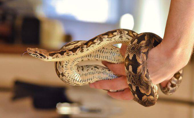 Come allevare un pitone reale in casa: dove e come tenerlo