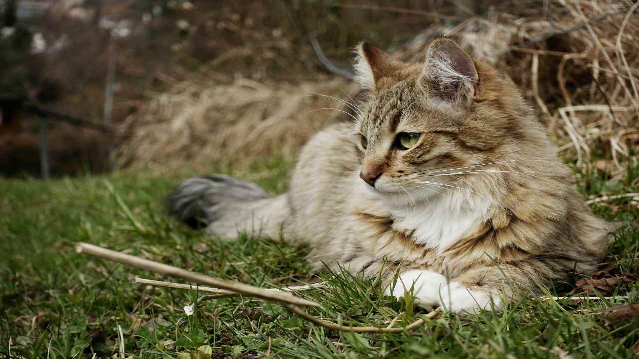Razze di gatti che difendono: quali sono i felini che proteggono sempre ...