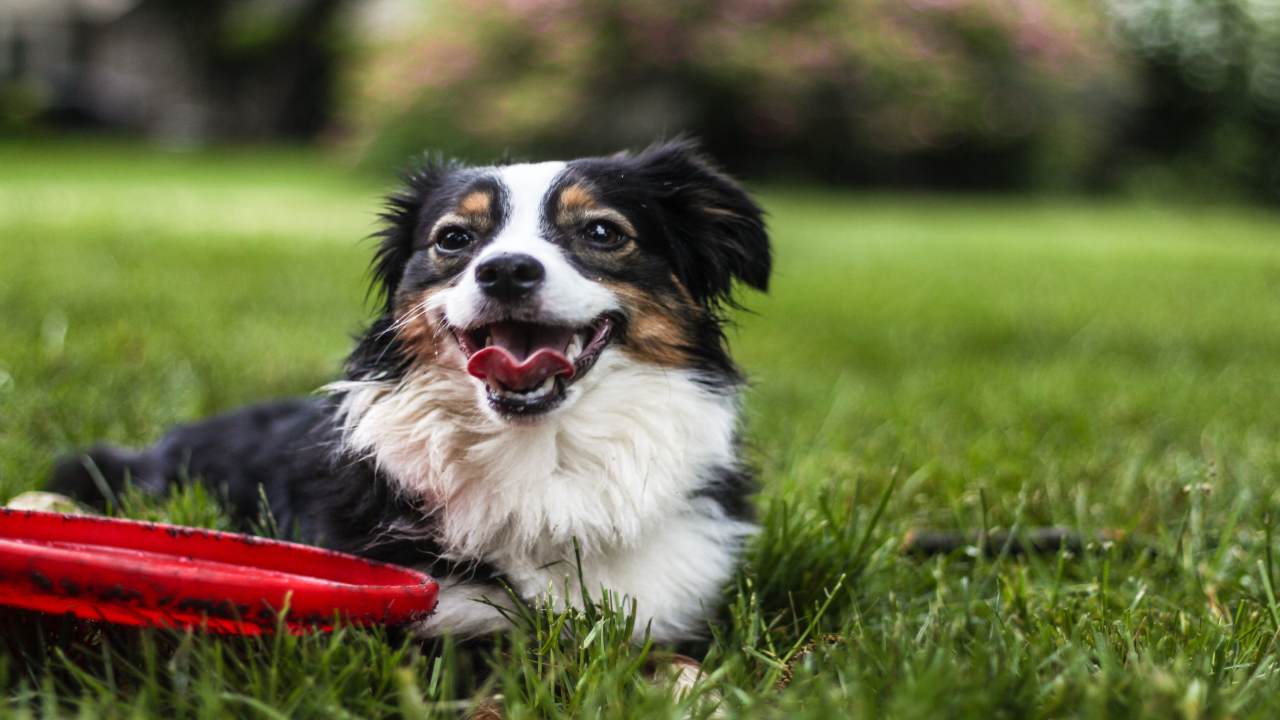 Cani che amano giocare all'aperto: quali i pelosi che vogliono stare fuori
