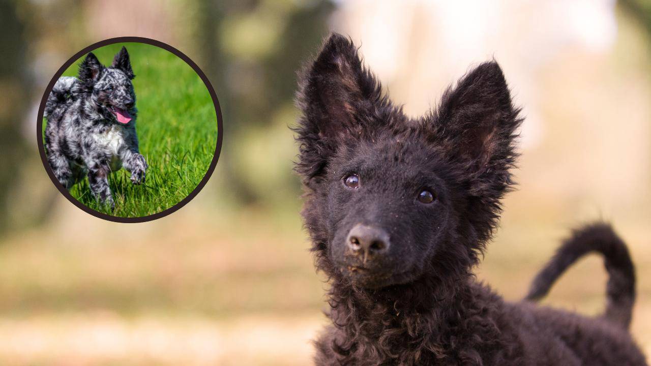 Adottare un Mudi: carattere, padrone ideale e stile di vita