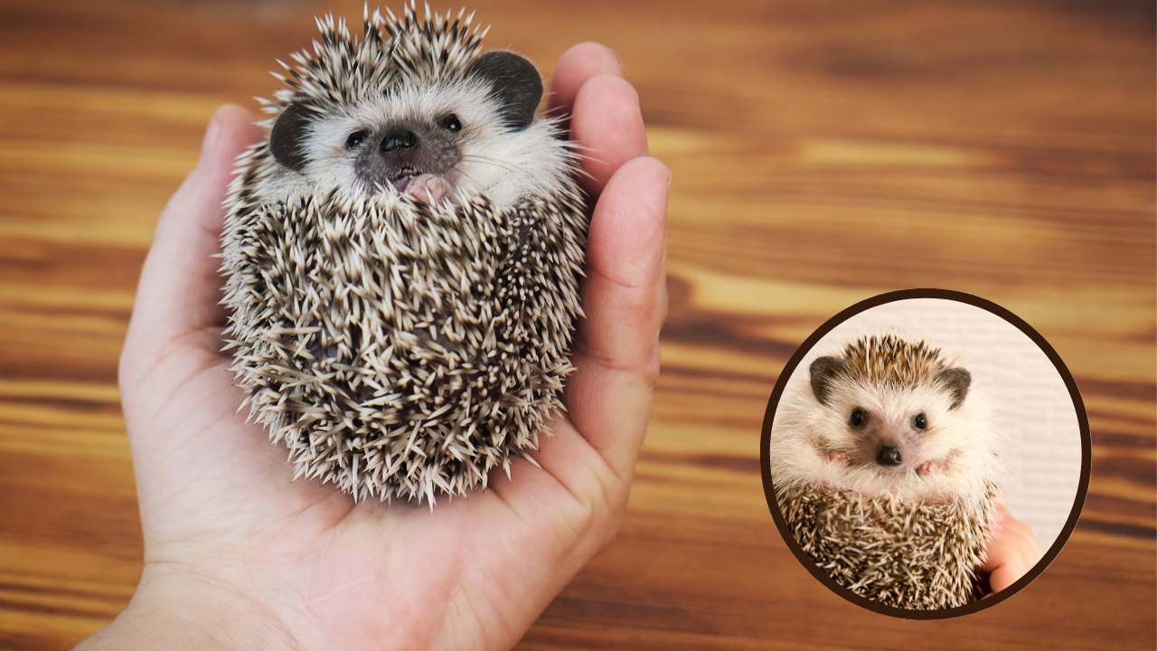 Allevare un riccio africano in casa: le prime cure, la gabbia e la dieta