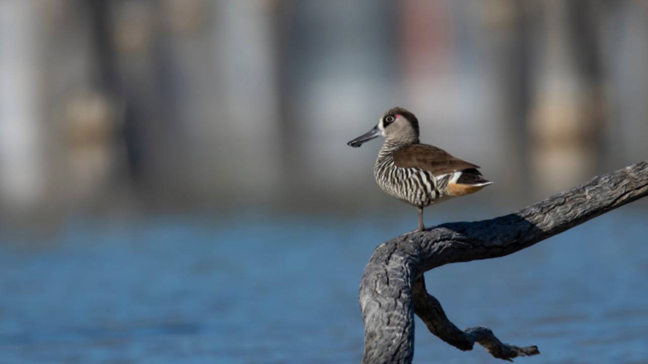 Anatra dalle Orecchie Rosa: esemplare ornamentale raro da cortile
