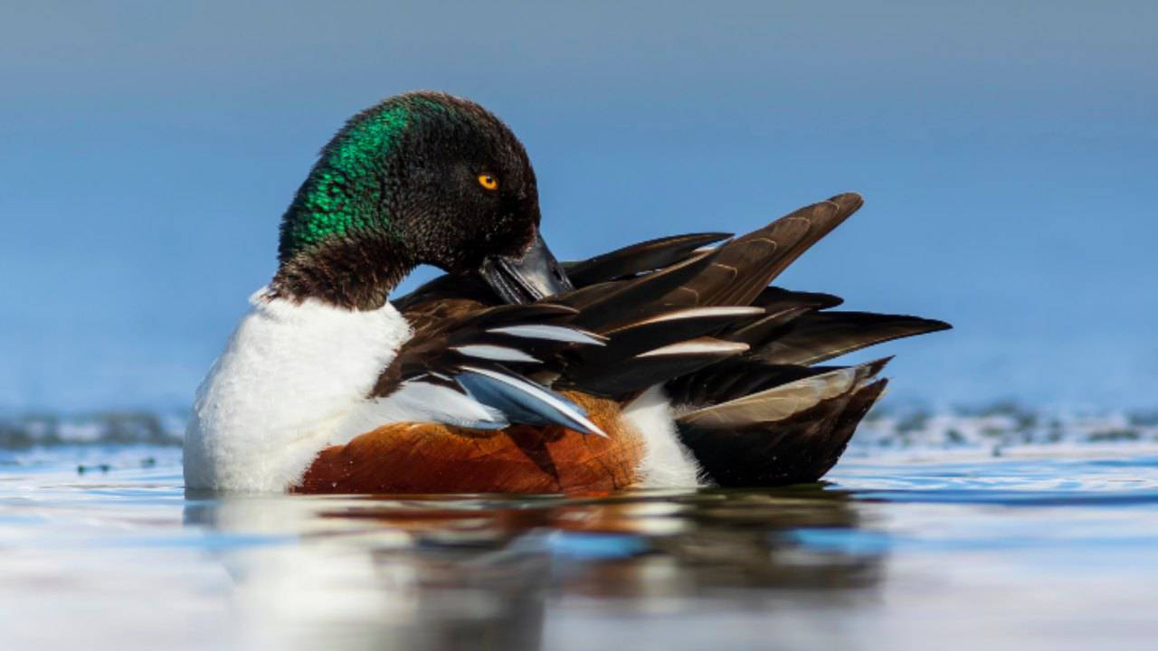 Perché le anatre non si bagnano: i motivi e le caratteristiche speciali