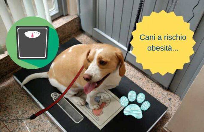 Razze di cani a rischio obesità: quelli che possono prendere peso