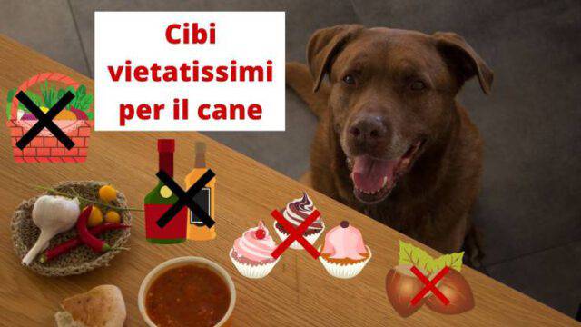 Non darlo assolutamente al tuo cane: cibi vietatissimi per Fido